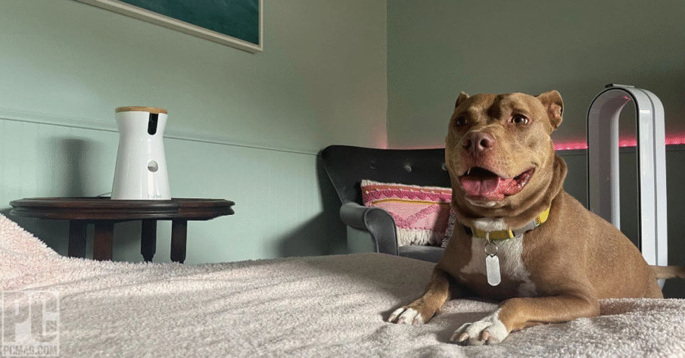 Top 10 Smart Pet Monitors for Small Apartment Dogs 2025 (Edition)